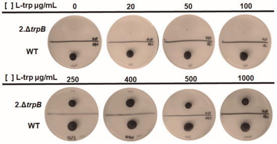 Expanding the Toolbox for Functional Genomics in Fonsecaea pedrosoi ...