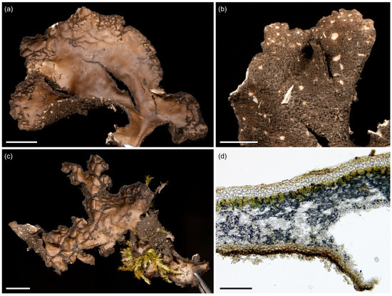 The Lichen Genus Sticta (Lobariaceae, Peltigerales) in East African ...
