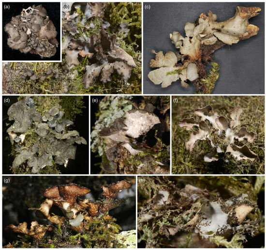 The Lichen Genus Sticta (Lobariaceae, Peltigerales) in East African ...