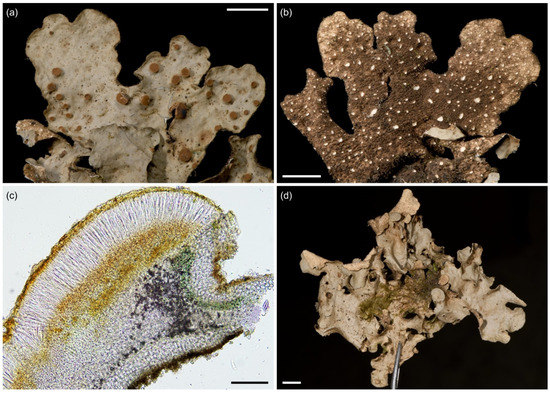 The Lichen Genus Sticta (Lobariaceae, Peltigerales) in East African ...