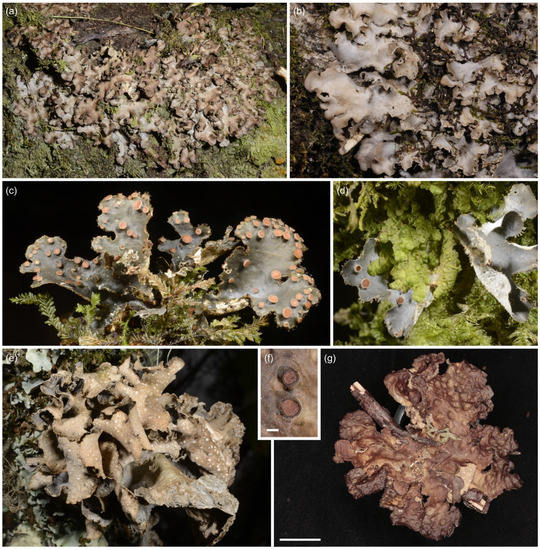The Lichen Genus Sticta (Lobariaceae, Peltigerales) in East African ...