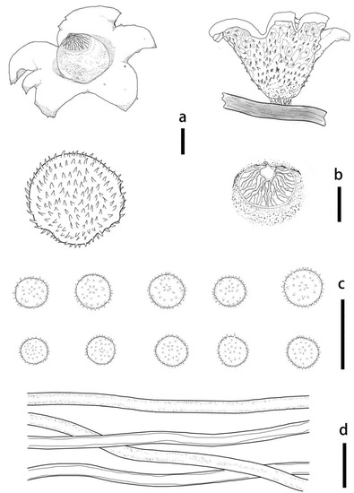 Seven New Species of the Genus Geastrum (Geastrales, Geastraceae) in China