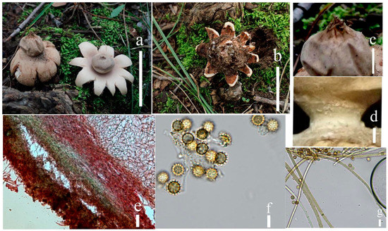 Seven New Species of the Genus Geastrum (Geastrales, Geastraceae) in China