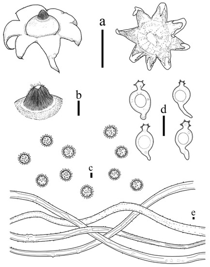Seven New Species of the Genus Geastrum (Geastrales, Geastraceae) in China
