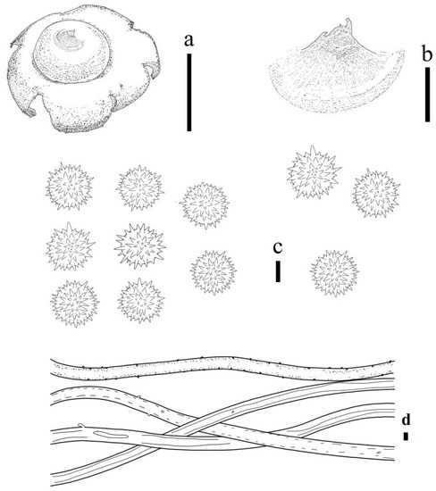 Seven New Species of the Genus Geastrum (Geastrales, Geastraceae) in China