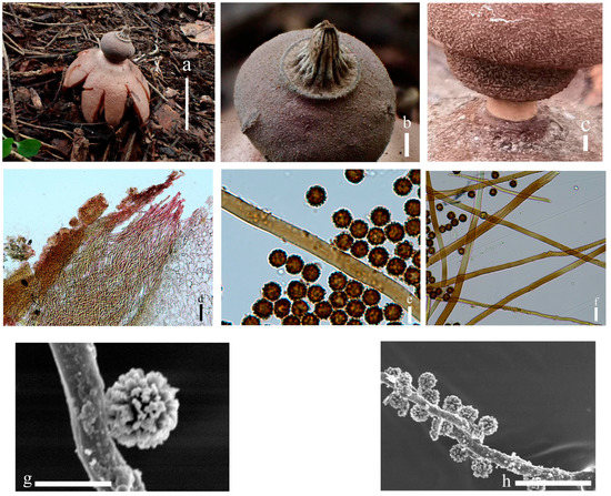 Seven New Species of the Genus Geastrum (Geastrales, Geastraceae) in China