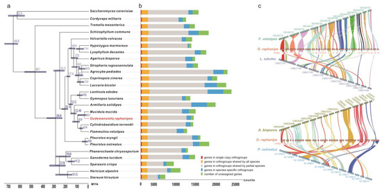 Whole Genome Sequence of an Edible Mushroom Oudemansiella raphanipes (Changgengu)