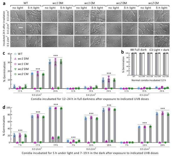 Co-Regulatory Roles of WC1 and WC2 in Asexual Development and Photoreactivation of Beauveria ...