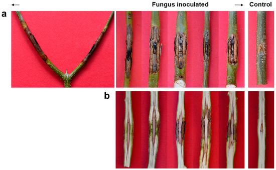 Identification and Characterization of Neofusicoccum stellenboschiana ...