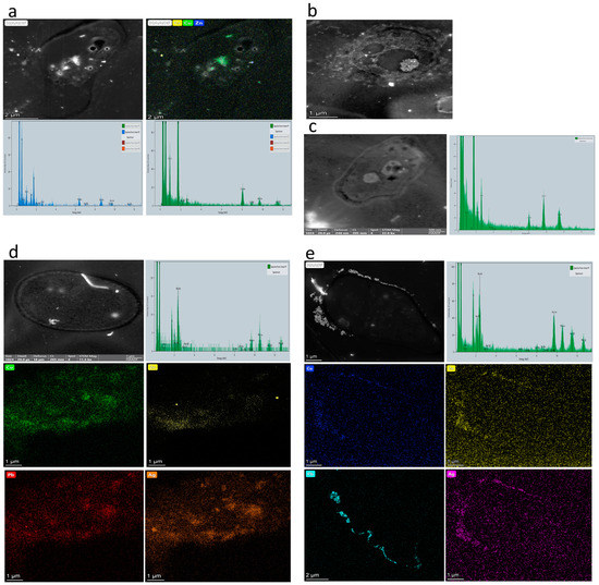 Simultaneous Heavy Metal-Polycyclic Aromatic Hydrocarbon Removal by Native Tunisian Fungal Species