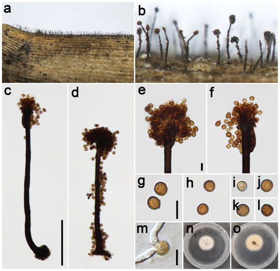 Six Additions to the Genus Periconia (Dothideomycetes: Periconiaceae ...
