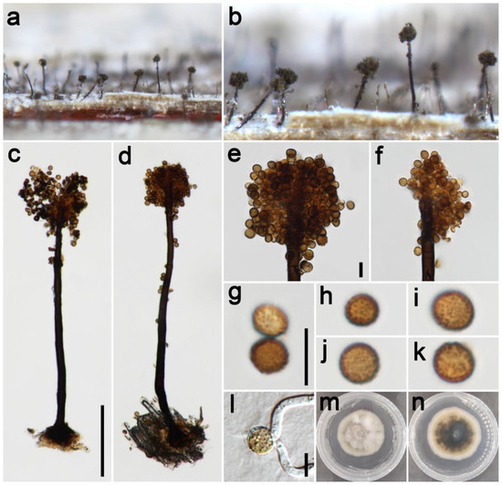Six Additions to the Genus Periconia (Dothideomycetes: Periconiaceae ...