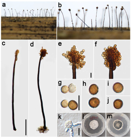 Six Additions to the Genus Periconia (Dothideomycetes: Periconiaceae ...