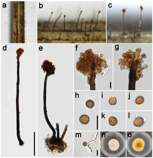 Six Additions to the Genus Periconia (Dothideomycetes: Periconiaceae ...
