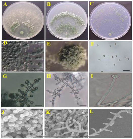 A Salt-Tolerant Strain of Trichoderma longibrachiatum HL167 Is ...