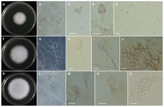 Discovery of a New Lichtheimia (Lichtheimiaceae, Mucorales) from ...