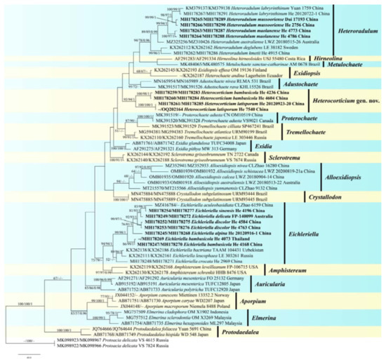 Taxonomy and Phylogeny of Corticioid Fungi in Auriculariaceae ...
