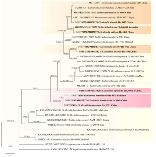 Taxonomy and Phylogeny of Corticioid Fungi in Auriculariaceae ...