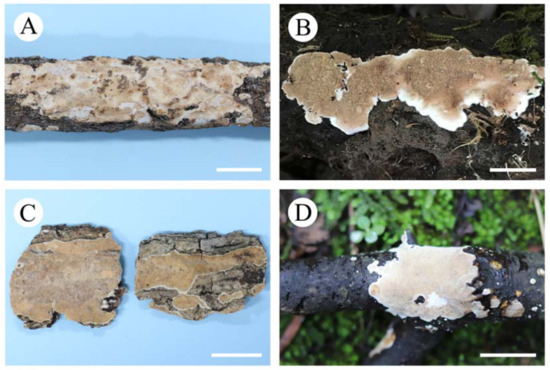 Taxonomy and Phylogeny of Corticioid Fungi in Auriculariaceae ...