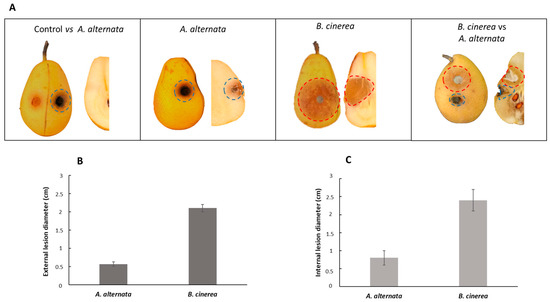 Alternaria alternata Isolated from Infected Pears (Pyrus communis) in ...