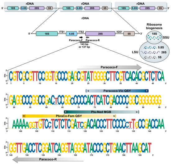 Development of a Multiplex qPCR Assay for Fast Detection and ...