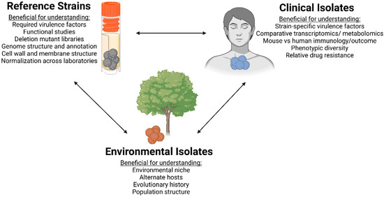 Importance of Clinical Isolates in Cryptococcus neoformans Research