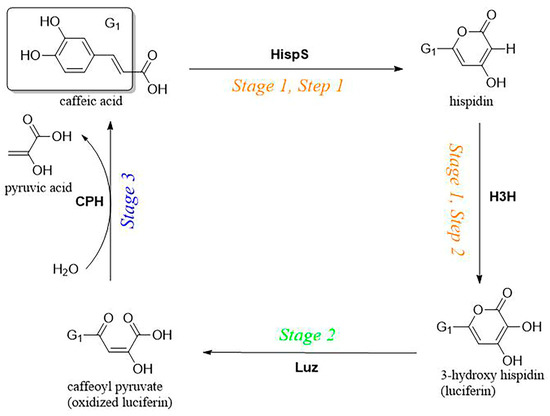 Chemistry in Fungal Bioluminescence: Theoretical Studies on ...