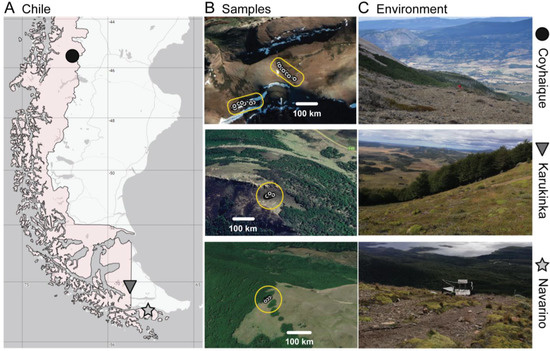 High Andean Steppes of Southern Chile Contain Little-Explored Peltigera ...
