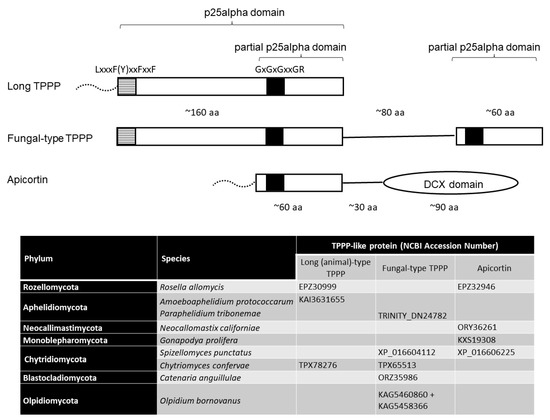 Tubulin Polymerization Promoting Proteins (TPPPs) of Aphelidiomycota ...
