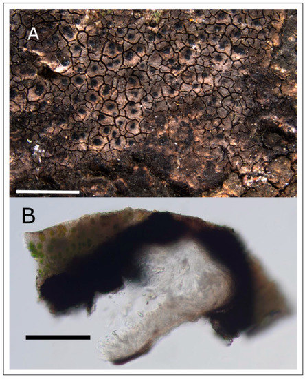 Freshwater Lichens, Including New Species in the Genera Verrucaria ...