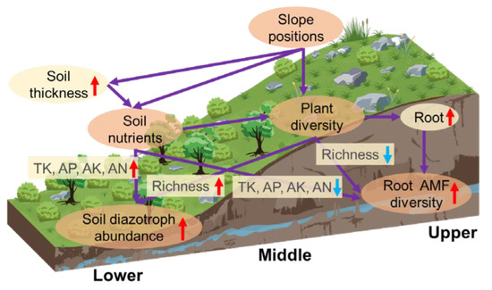 Assessing the Effect of Slope Position on the Community Assemblage of ...