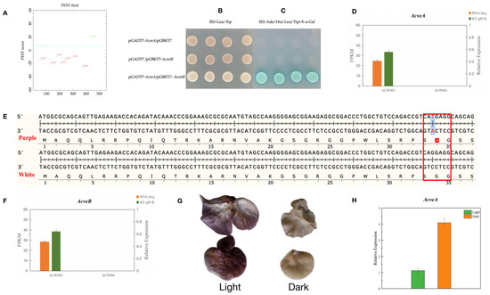 Velvet Family Members Regulate Pigment Synthesis of the Fruiting Bodies ...