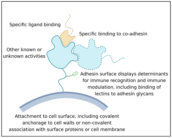 Sticking to the Subject: Multifunctionality in Microbial Adhesins