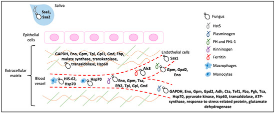 Sticking to the Subject: Multifunctionality in Microbial Adhesins