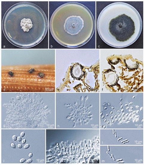 Clonal Expansion in Multiple Phyllosticta Species Causing Citrus Black ...