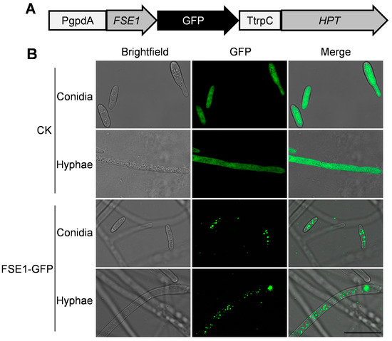 A Novel Effector, FSE1, Regulates the Pathogenicity of Fusarium ...
