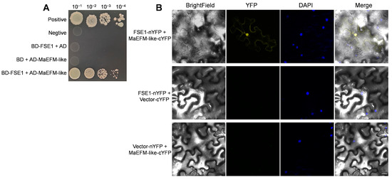 A Novel Effector, FSE1, Regulates the Pathogenicity of Fusarium ...