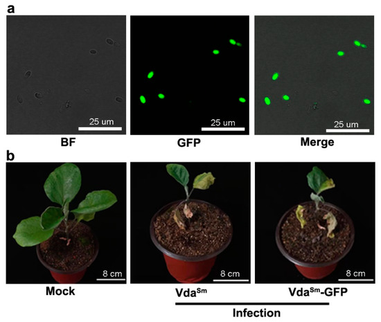 Hyphopodium-Specific Signaling Is Required for Plant Infection by ...