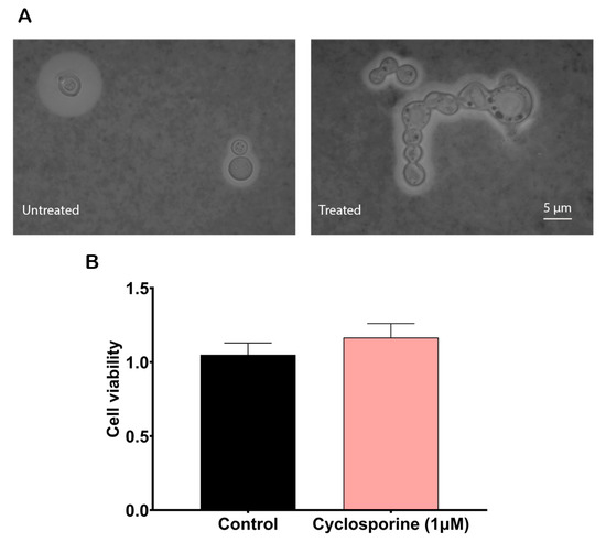 Cyclosporine Affects the Main Virulence Factors of Cryptococcus ...
