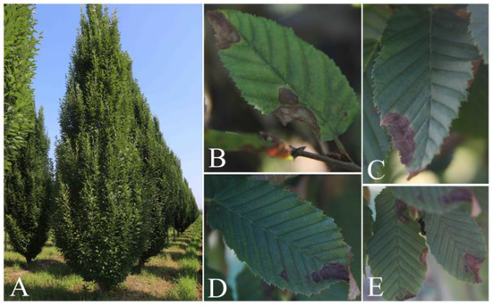 Species of the Colletotrichum spp., the Causal Agents of Leaf Spot on ...