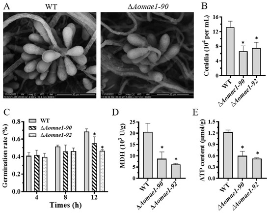 AoMae1 Regulates Hyphal Fusion, Lipid Droplet Accumulation, Conidiation ...