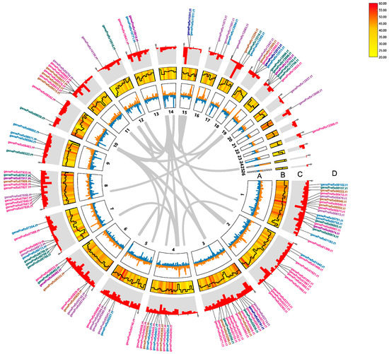 Genome Re-Annotation and Transcriptome Analyses of Sanghuangporus sanghuang