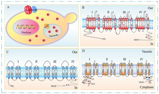 Calcium Ion Channels in Saccharomyces cerevisiae