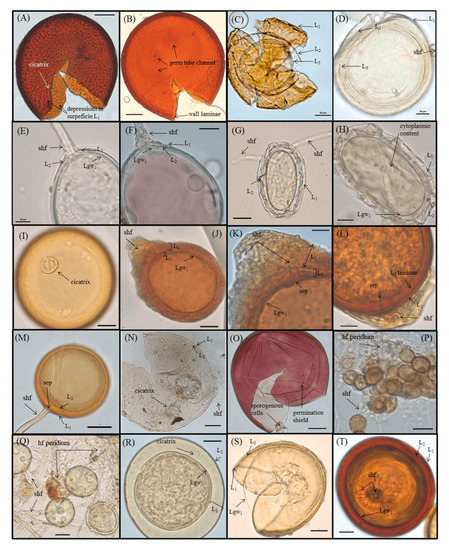 Pioneer Tree Bellucia imperialis (Melastomataceae) from Central Amazon ...