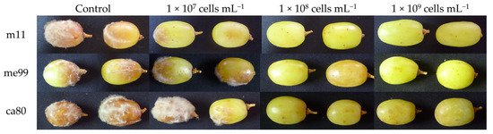 Indigenous Yeasts for the Biocontrol of Botrytis cinerea on Table Grapes in Chile
