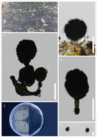 Taxonomy and Phylogeny of Hyphomycetous Muriform Conidial Taxa from the ...