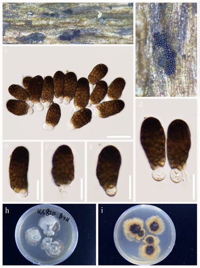 Taxonomy and Phylogeny of Hyphomycetous Muriform Conidial Taxa from the ...