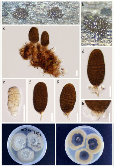 Taxonomy and Phylogeny of Hyphomycetous Muriform Conidial Taxa from the ...