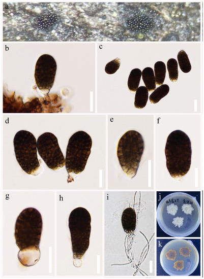 Taxonomy and Phylogeny of Hyphomycetous Muriform Conidial Taxa from the ...