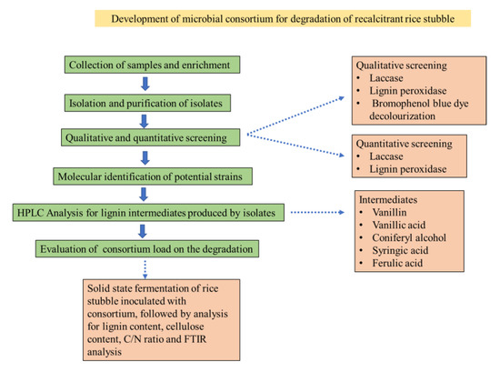 Effect of Microbial Consortium Constructed with Lignolytic Ascomycetes ...